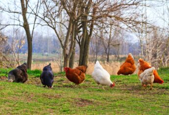 Free Range Archives Backyard Poultry